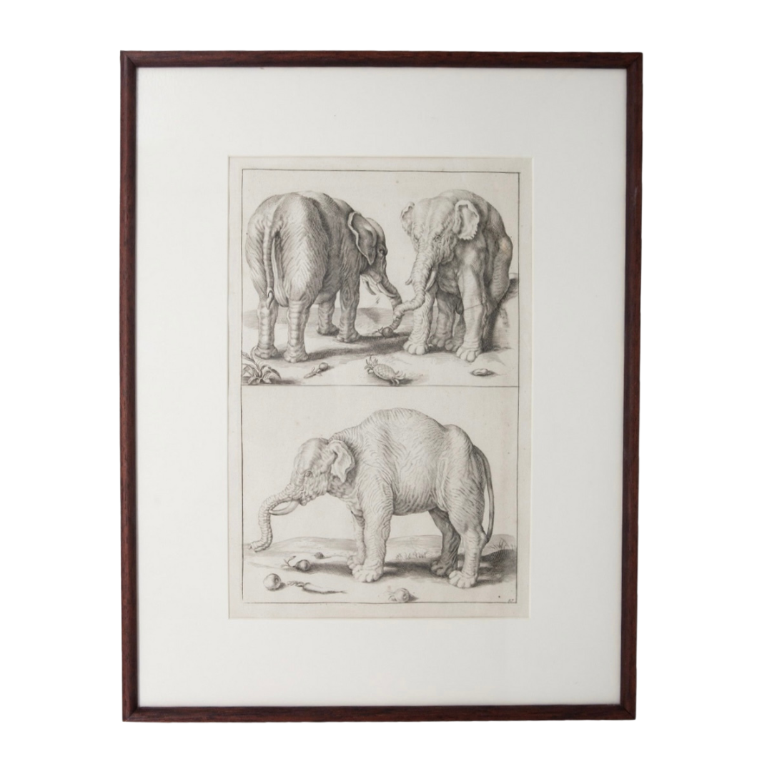 Vintage Drawing of Exotic Animals – Dunbar Road